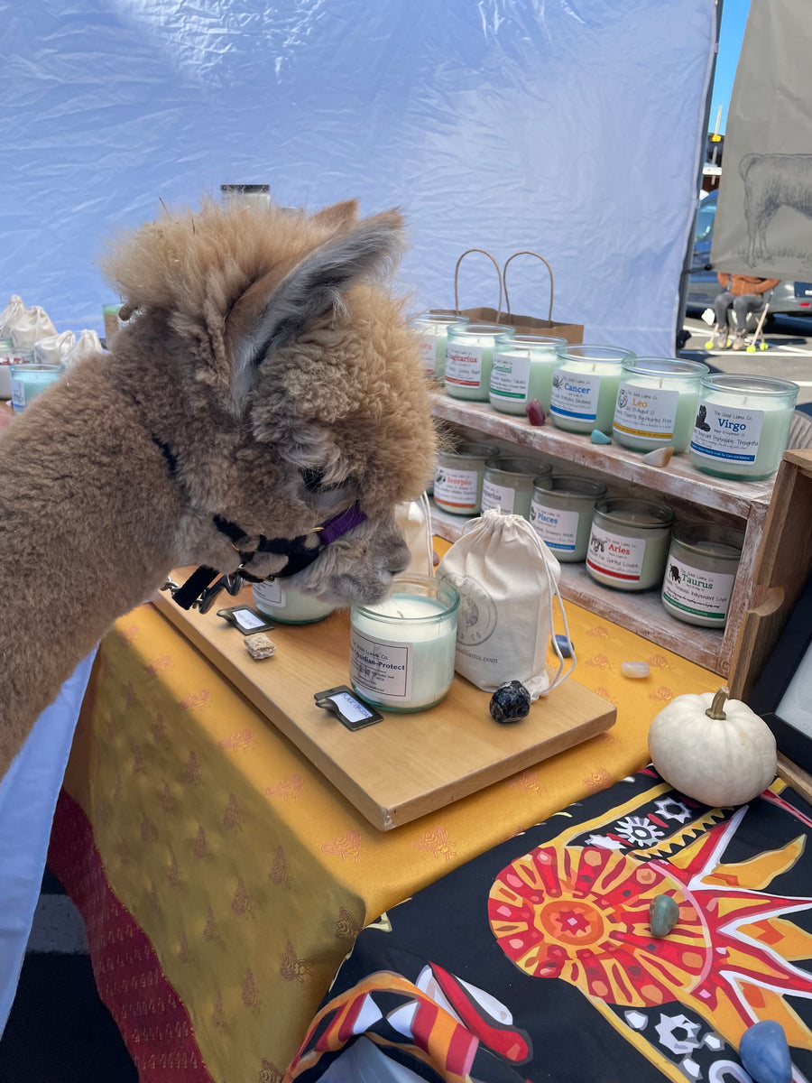 Why Llamas are Awesome – The Good Llama Co.